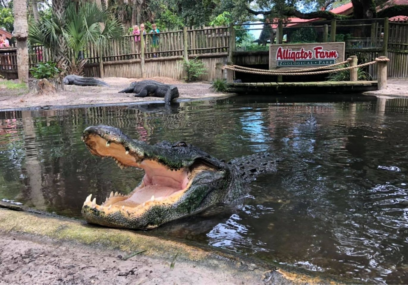 St. Augustine Alligator Farm Zoological Park | The Local - St. Augustine