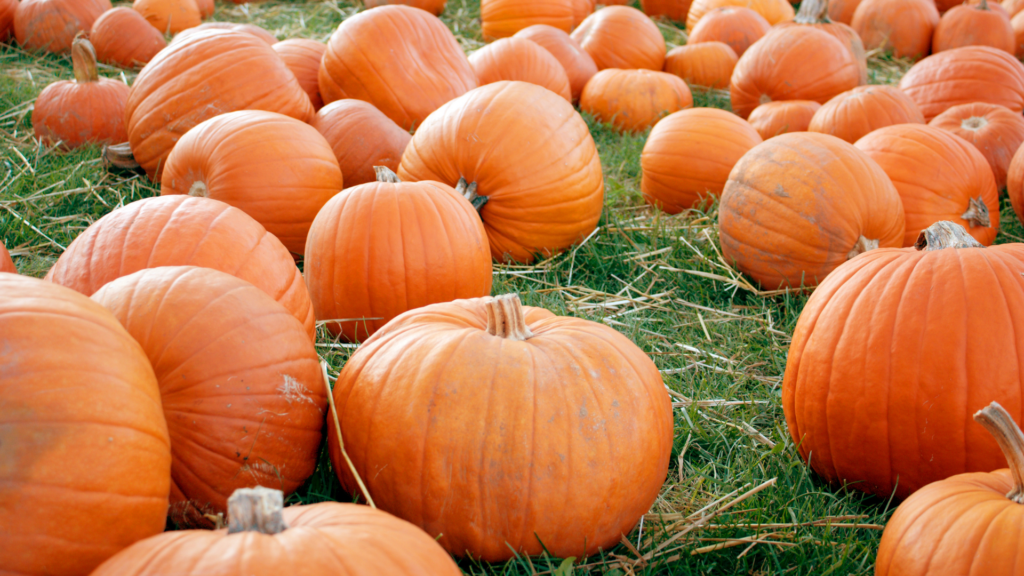Fall Festivities in St. Augustine | The Local - St. Augustine